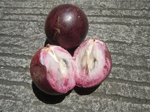 Caimito - Benefícios, Nutrição e Características | Frutopedia