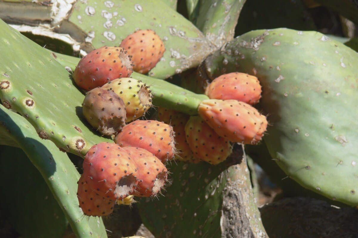 Figo-da-Índia : Guia Completo | Frutopedia