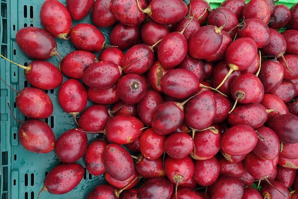 Tamarillo - Benefícios, Nutrição e Características | Frutopedia